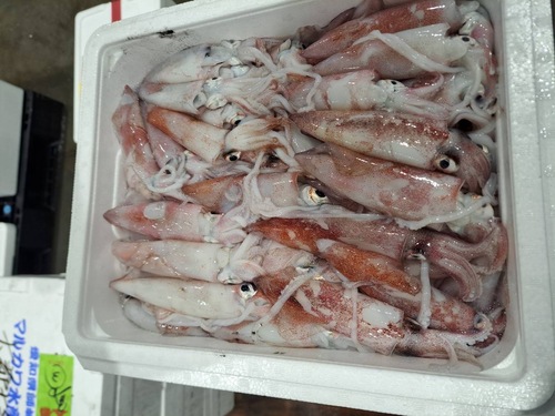 ケンサキイカバラ35入約3kg(底曳)【業務用の鮮魚仕入れならウーオ】