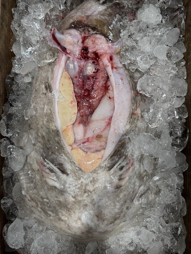 アンコウ1入約12.9kg(底曳)【業務用の鮮魚仕入れならウーオ】