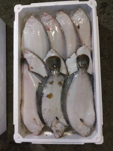 ナメタガレイ10入約5.5kg(底曳)【業務用の鮮魚仕入れならウーオ】