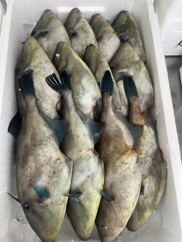 ウマヅラハギ6/6.1k 11/12尾11入約6kg(底曳)【業務用の鮮魚仕入れならウーオ】