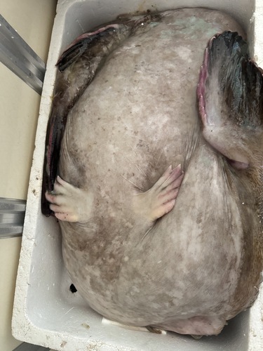 アンコウ(底曳) | UUUO(ウーオ)