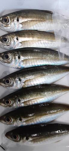 活〆マアジ15入約1.3kg(釣)【業務用の鮮魚仕入れならウーオ】