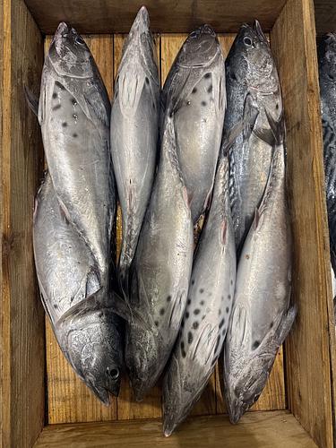 スマ1kg上約8.5kg(定置)【業務用の鮮魚仕入れならウーオ】