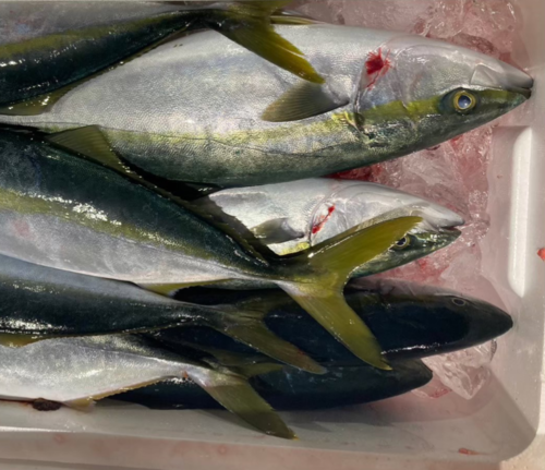 ハマチ10/11k4入約10kg(巻網) | UUUO(ウーオ)