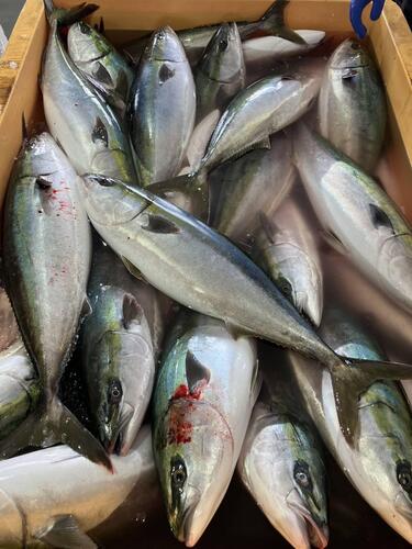 活〆ブリ10−12k1入約12kg(定置)【業務用の鮮魚仕入れならウーオ】