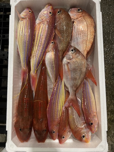 鮮魚BOX約4.4kg(釣) | UUUO(ウーオ)