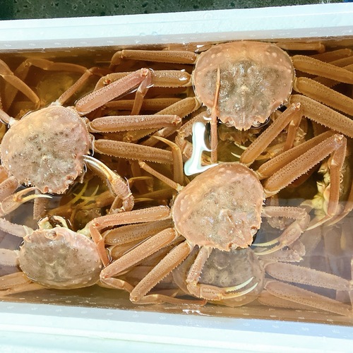 オオズワイガニ15入約5kg(沿岸)【業務用の鮮魚仕入れならウーオ】
