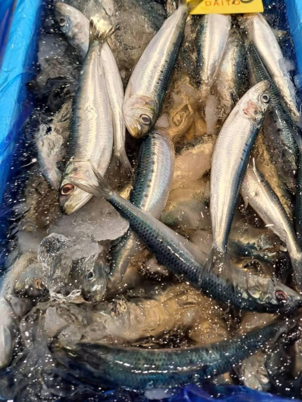 マイワシ45入約5kg(巻網)【業務用の鮮魚仕入れならウーオ】