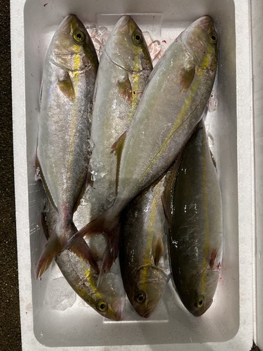 活〆カンパチ(定置) | UUUO(ウーオ)