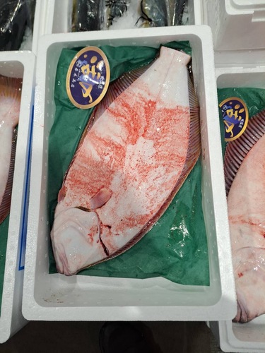 活〆ヒラメ(沿岸) | UUUO(ウーオ)