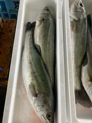 活〆スズキ(定置)【業務用の鮮魚仕入れならウーオ】