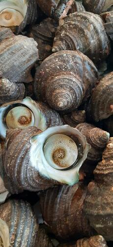 サザエ100g前後約5kg【業務用の鮮魚仕入れならウーオ】