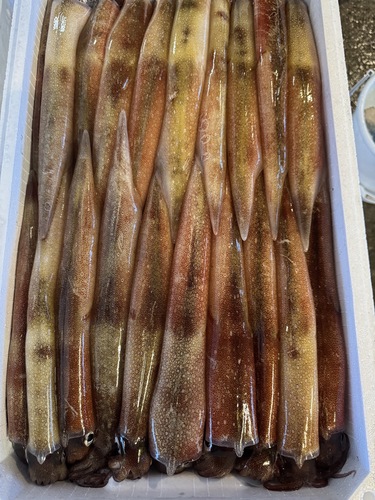 ヤリイカ2段 18〜20入約4.5kg(定置)【業務用の鮮魚仕入れならウーオ】