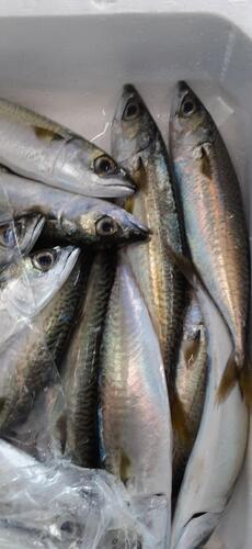 マサバ100g前後約7kg(定置) | UUUO(ウーオ)