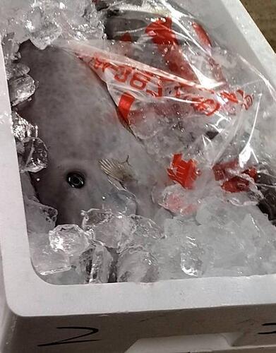 ウチワハギ4.0〜4.5k 3入約4kg(定置)【業務用の鮮魚仕入れならウーオ】