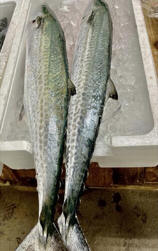 サワラ3/4k1入約3kg(定置)【業務用の鮮魚仕入れならウーオ】