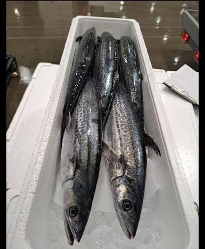 サゴシ5入約4kg(定置)【業務用の鮮魚仕入れならウーオ】