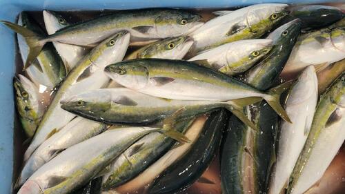 ツバス5入約4.5kg(巻網) | UUUO(ウーオ)