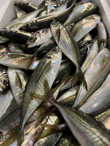 マアジ100-120g約5.3kg(定置) | UUUO(ウーオ)