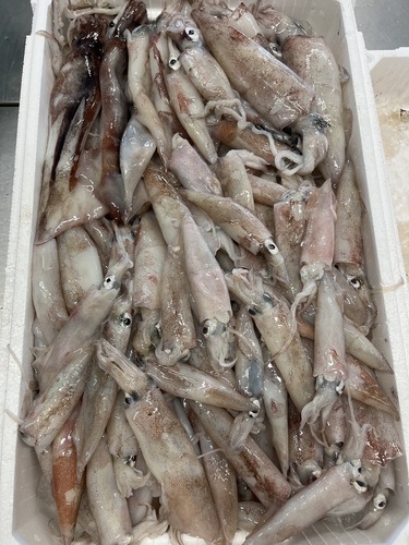 鮮魚BOX約5kg(底曳) | UUUO(ウーオ)