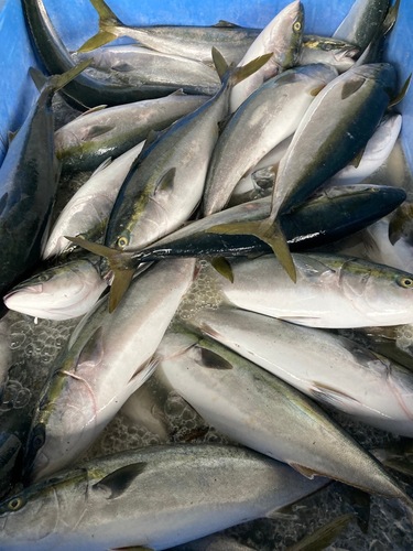 ワラサ11/13k2入約11kg(定置)【業務用の鮮魚仕入れならウーオ】