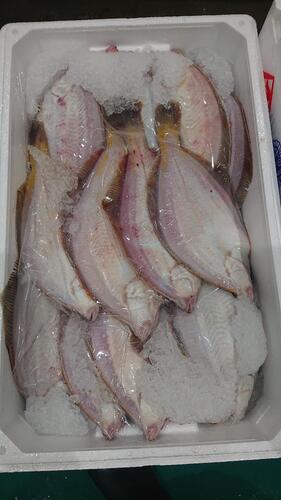 マガレイ | UUUO(ウーオ)