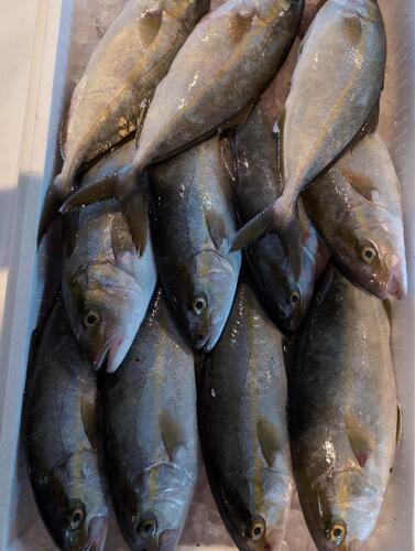 カンパチ小11入約5.2kg(定置) | UUUO(ウーオ)