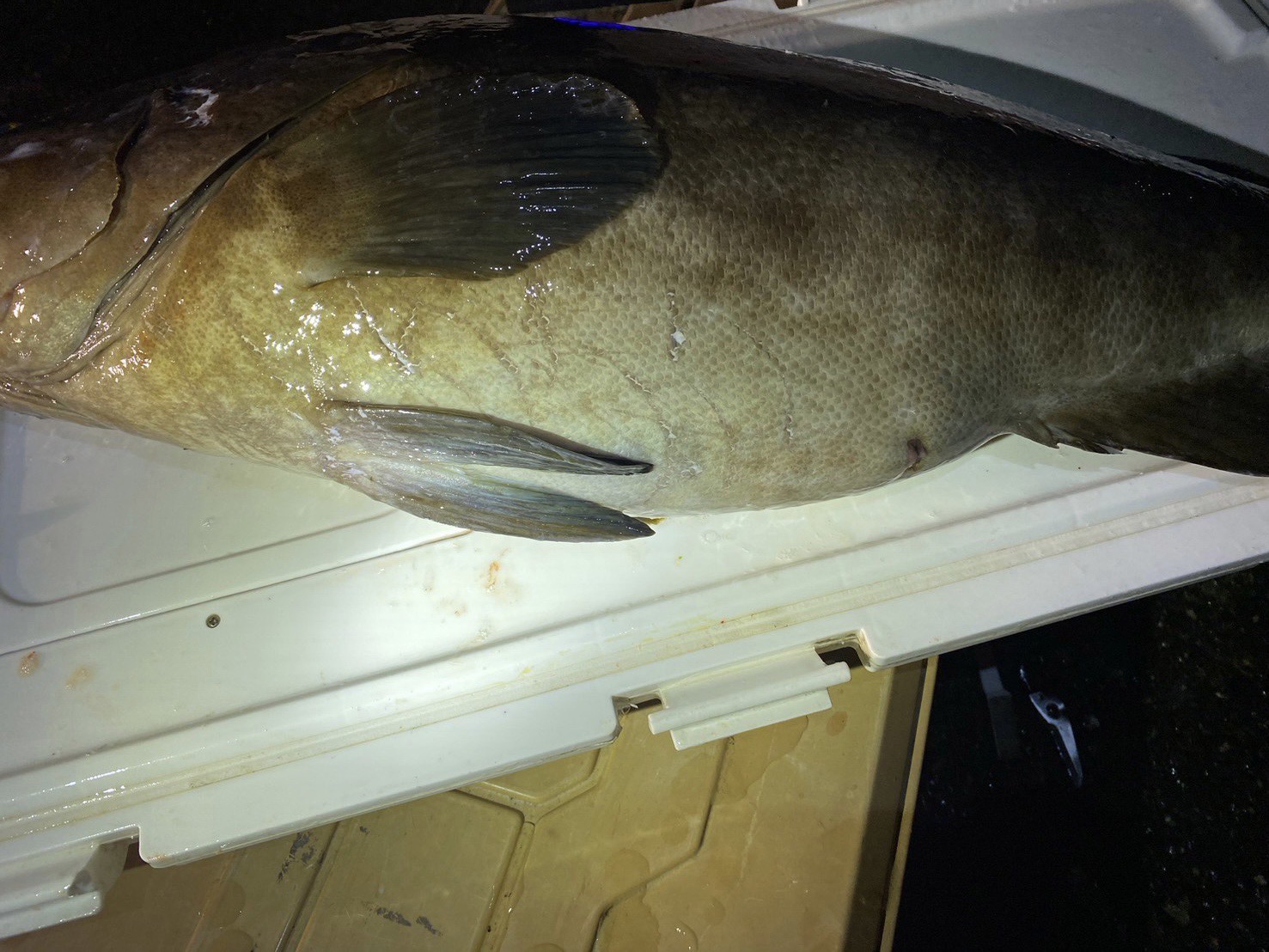 神経〆クエ1入約10.4kg(銛突)【業務用の鮮魚仕入れならウーオ】