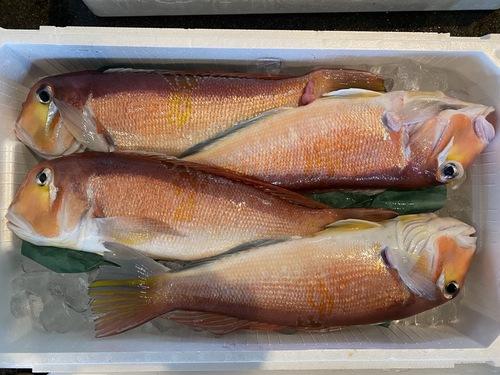 活〆アマダイ4入約4.2kg(釣)【業務用の鮮魚仕入れならウーオ】