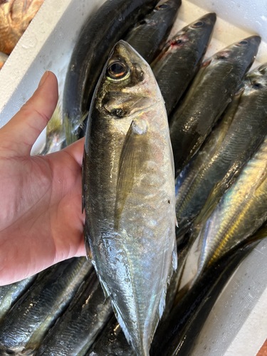 マアジ13入約3.9kg(定置)【業務用の鮮魚仕入れならウーオ】