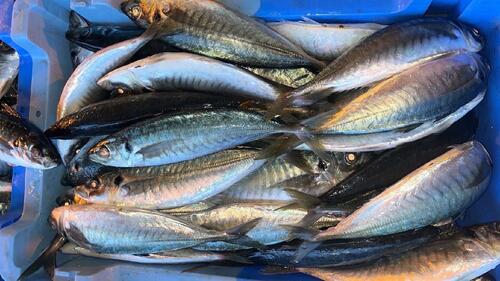 マアジ4/6入約2kg(定置)【業務用の鮮魚仕入れならウーオ】