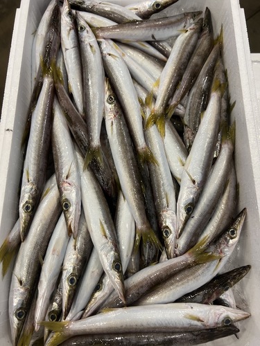 カマス約100g前後約5kg(定置)【業務用の鮮魚仕入れならウーオ】