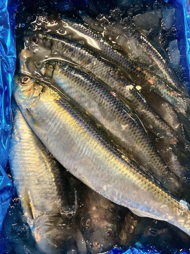 ニシン14-15入約5kg(定置) | UUUO(ウーオ)