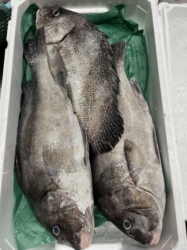 コショウダイ3入約5.6kg(底曳) | UUUO(ウーオ)