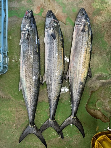 活〆サワラ(底曳) | UUUO(ウーオ)