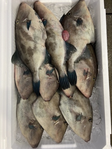 ウマヅラハギ10入約5kg(定置) | UUUO(ウーオ)