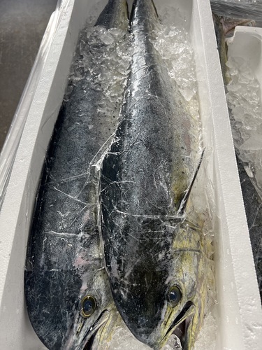 シイラ2入約10kg(巻網) | UUUO(ウーオ)