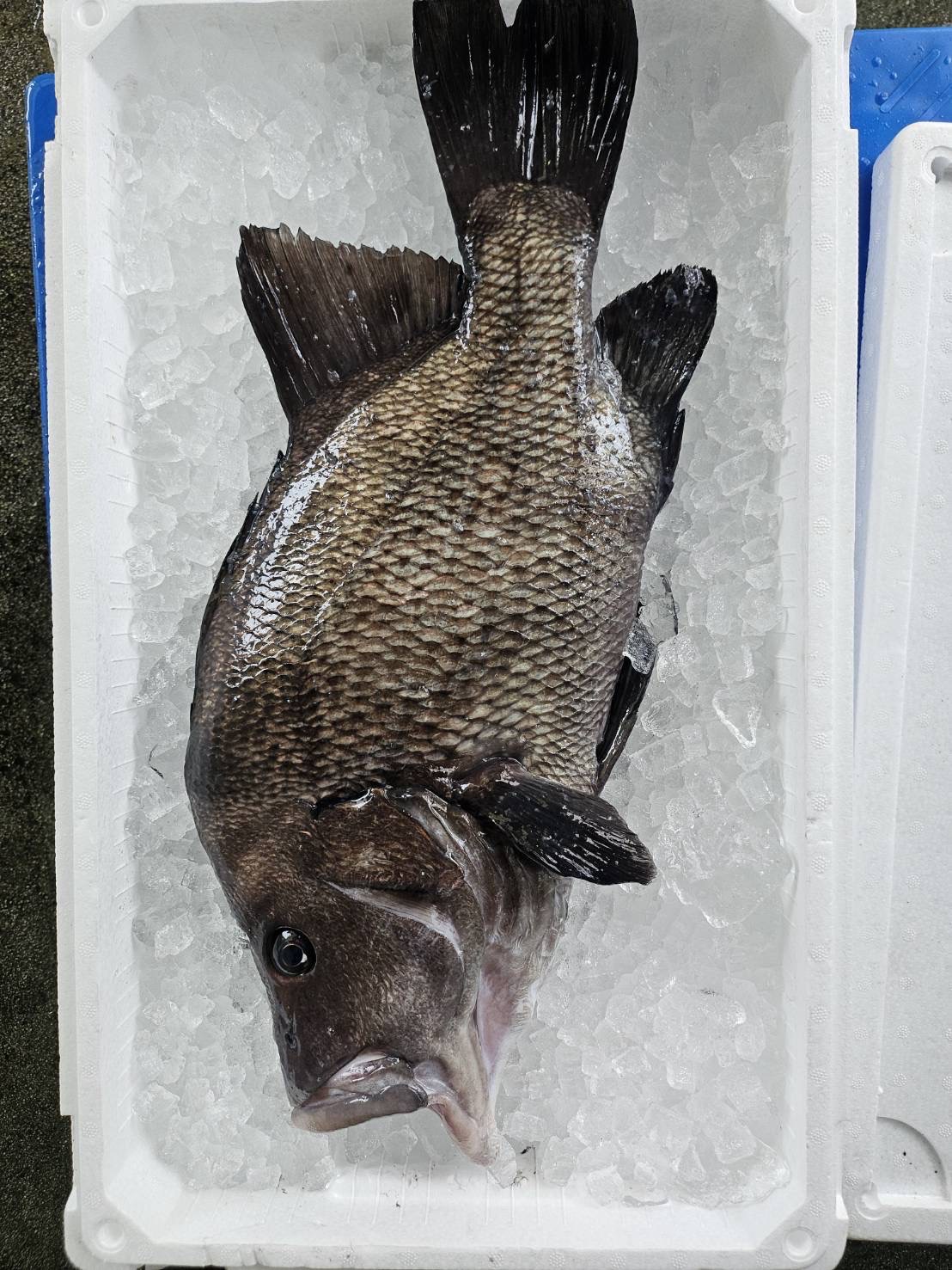 活〆ヒゲダイ1入約2.8kg(釣)【業務用の鮮魚仕入れならウーオ】