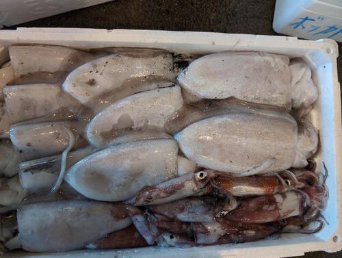 鮮魚BOX約6kg(底曳)【業務用の鮮魚仕入れならウーオ】