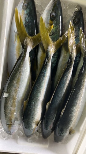 ヒラマサ7.5-7.9k8入約7.5kg(定置)【業務用の鮮魚仕入れならウーオ】