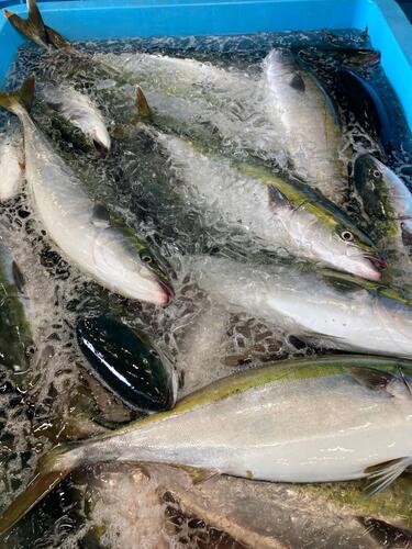 ブリ7/8k1入約7kg(定置)【業務用の鮮魚仕入れならウーオ】