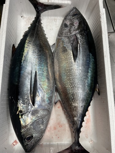 ヨコワ(釣)【業務用の鮮魚仕入れならウーオ】