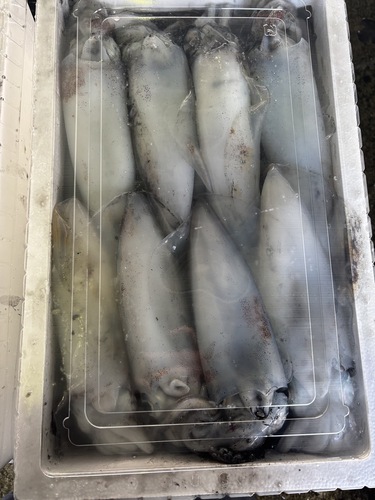 アオリイカ8/9入4.3k約4.3kg(定置)【業務用の鮮魚仕入れならウーオ】