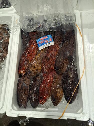 ムラソイ15/16入約3kg【業務用の鮮魚仕入れならウーオ】