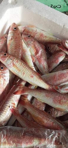 ヒメジ大約3.2kg(底曳) | UUUO(ウーオ)