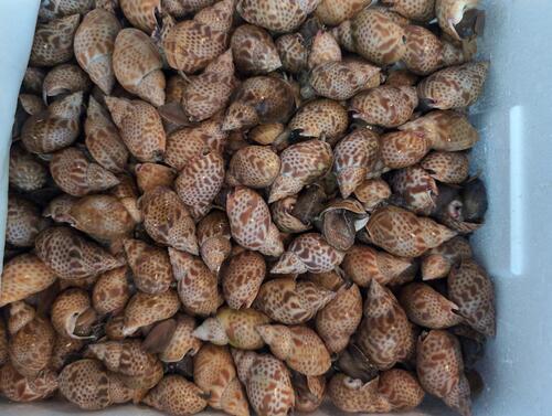 本バイ約5kg(沿岸) | UUUO(ウーオ)