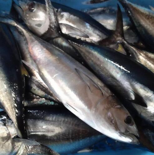 ヨコワ約2.0〜3.0kサイズ2入約5kg(釣)【業務用の鮮魚仕入れならウーオ】