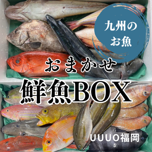 鮮魚BOX(沿岸)【業務用の鮮魚仕入れならウーオ】