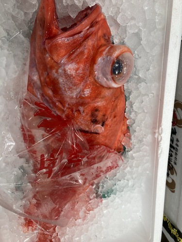 アコウダイ1入約2.9kg(沿岸)【業務用の鮮魚仕入れならウーオ】
