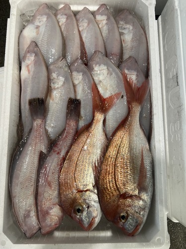 鮮魚BOX約4.7kg(底曳)【業務用の鮮魚仕入れならウーオ】